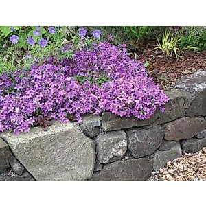 3000+ Mix Creeping Thyme Seeds Ground Cover for Planting , Heirloom Thymus Serpyllum , Ground Cover Plants Easy to Plant and Grow, Non-GMO Yellow, Pink, Blue