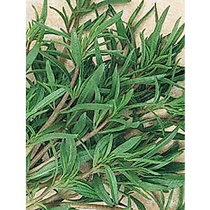 Summer Savory Seeds - Every herb Garden Needs Savory Seeds-(25 - Seeds)