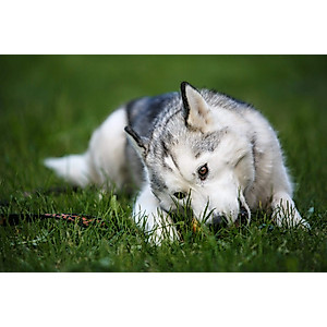 I LOVE MY PETS LLC Dog antioxidant Supplements - Ultra Vitamins - Dog Health - Mineral Support - Dog Vitamin c - 240 Treats (2 Bottles)