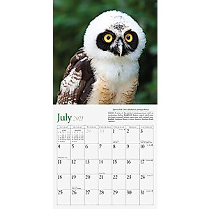 Audubon Little Owls Mini Wall Calendar 2021