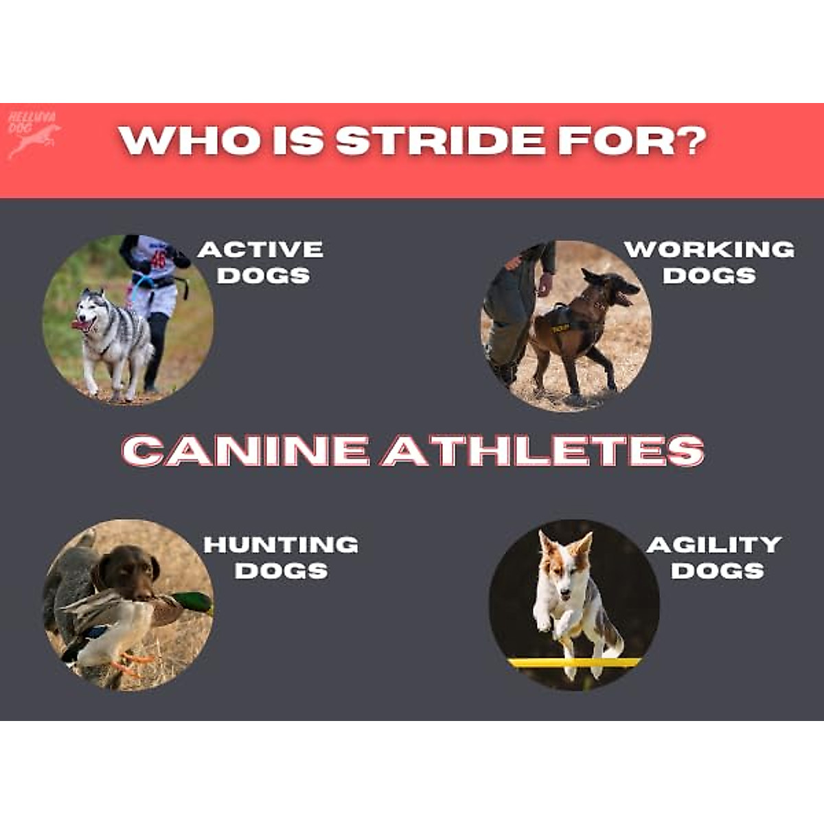 Homescape World Stride by Helluva Dog — Joint Support Meal Topper for Active Sporting Dogs — Green Lipped Mussel & Turmeric Powder for Mobility & Recovery 4oz