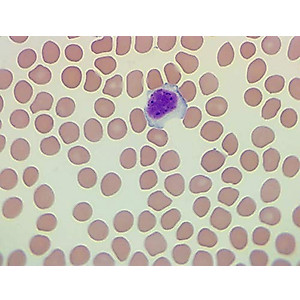 Volu-Sol, Dip-Stain Kit - (125 mL / 4 oz.)