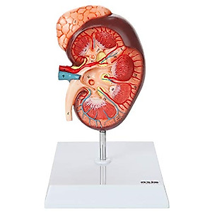 Kidney Anatomy Model with Adrenal Gland, Includes Base, Made by Axis Scientific