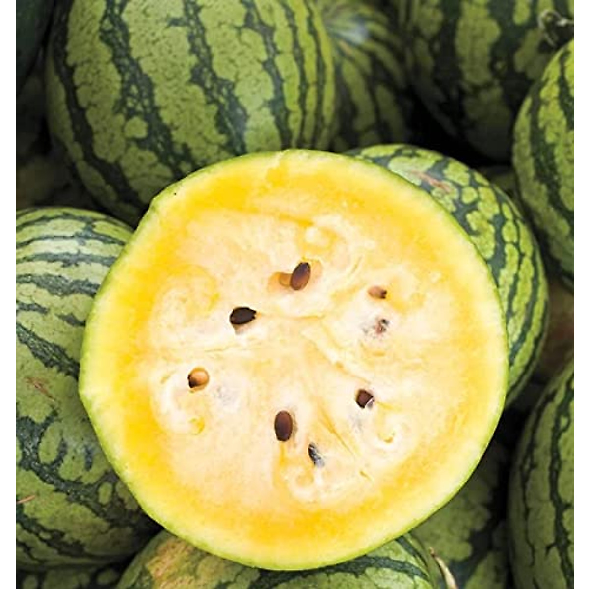 TomorrowSeeds - Yellow Crimson Watermelon Seeds - 20+ Count Packet - for 2023 Open Pollinated Non GMO Sweet Tropical Exotic Melon USA Garden