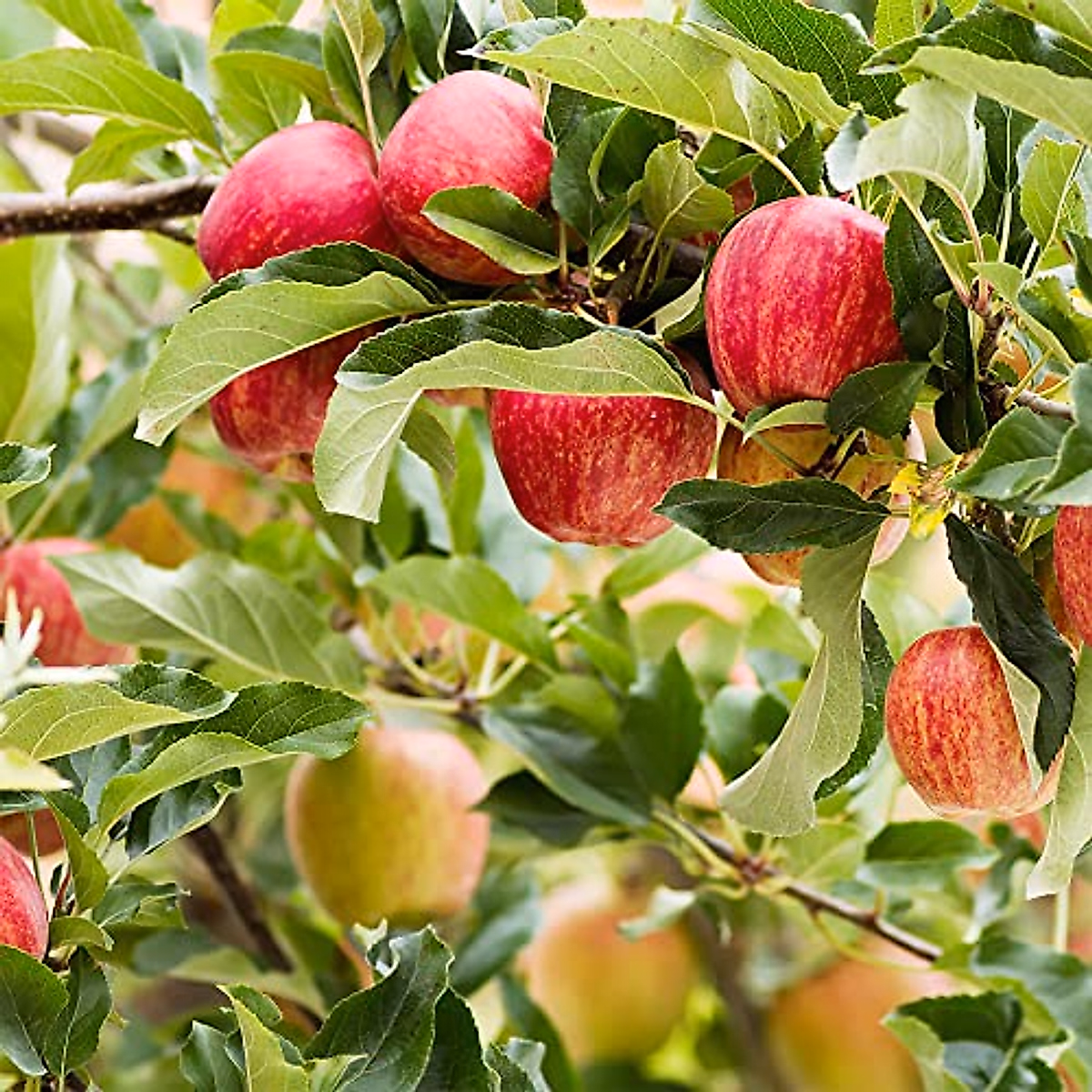 QAUZUY GARDEN 20 Premium Pink Lady Fuji Gala Apple Seeds, Tasty & High Yield, Non-GMO Heirloom Fruit Seeds to Plant Garden Outdoor, Attract Pollinators