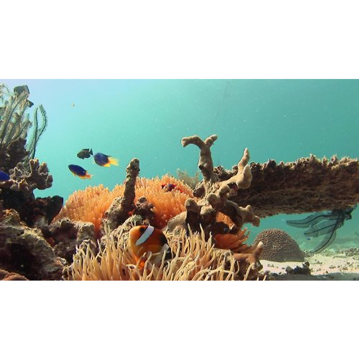 Plasmaquarium: Vol. Two - Ultra Coral Reef Aquarium (Widescreen)