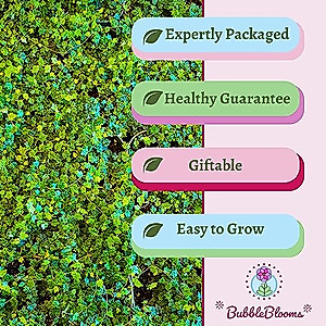 String of Frogs, 4 inch, Ficus pumila Quercifolia, Oakleaf Creeping fig