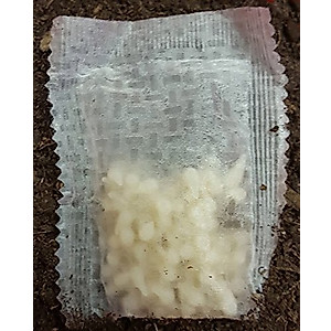 Environmental Factor 50 x 1 Million Benifical Nematodes (S.feltiae) Pot Popper Pro Gnat & Thrip Control