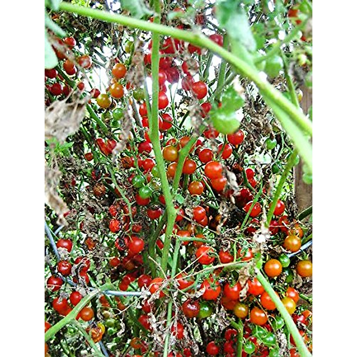 20+ Worlds Smallest Spoon Currant Tomato Seeds, Early, Heirloom Non-GMO, Rare, Early, Vigorous, Sweet, Indeterminate, Open-Pollinated, Delicious, from USA