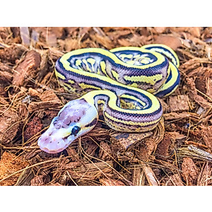 ReptiChip Compressed Coconut Chip Substrate for Reptiles 72 Quart Coco Husk Bedding Brick for Ball Pythons, Snakes, Tortoises, Geckos, Frogs, or Lizard Terrarium Tanks