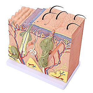 50X Skin Model Biology Education Laboratory Model Skin Model Skin Magnified Model Laboratory Skin Model for Teaching