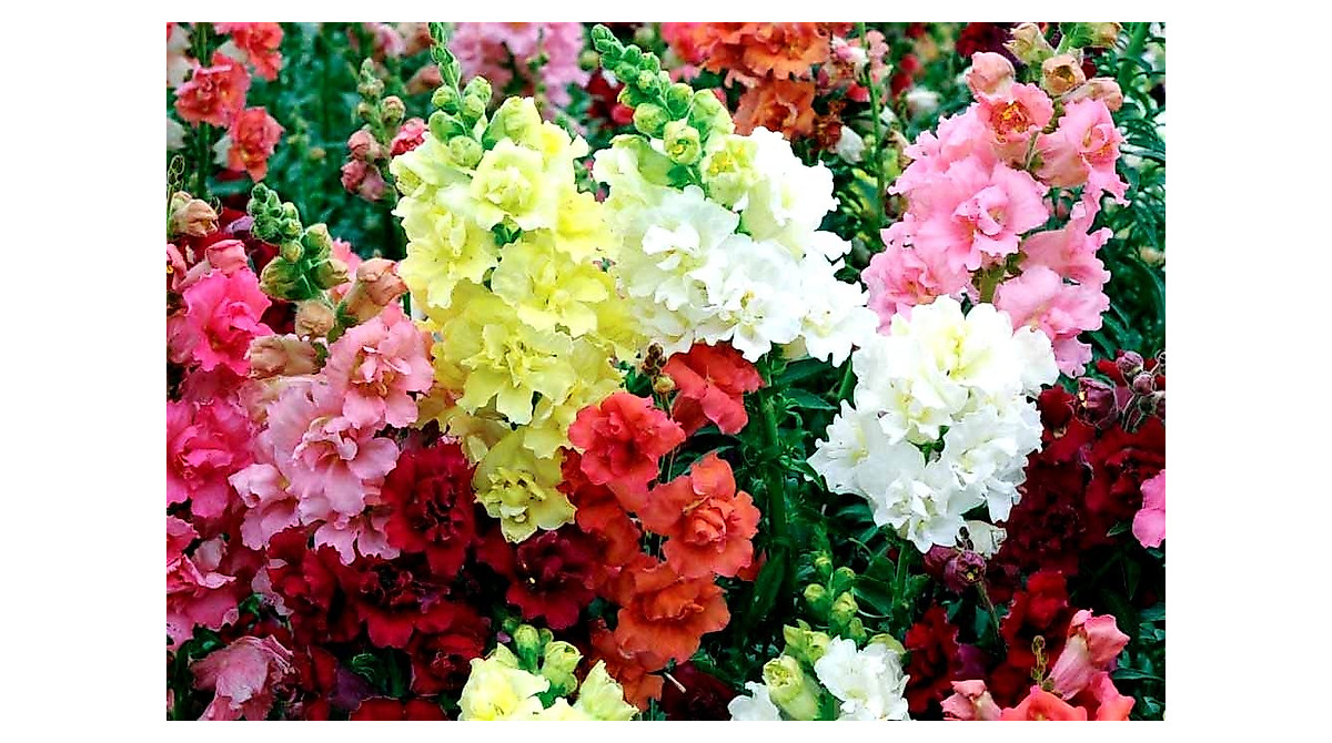 Multicolor Snapdragon Seeds - Grow Beautiful Flowers Easily
