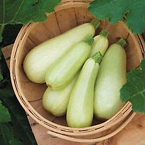 1292-Mexican White Squash (Calabacitas) Seeds by Robsrareandgiantseeds UPC0764425789925 Non-GMO,Organic,USA Grower,Bonsai,Showy,Container,Trellis,Hanging Basket,1292 Package of 7 Seeds