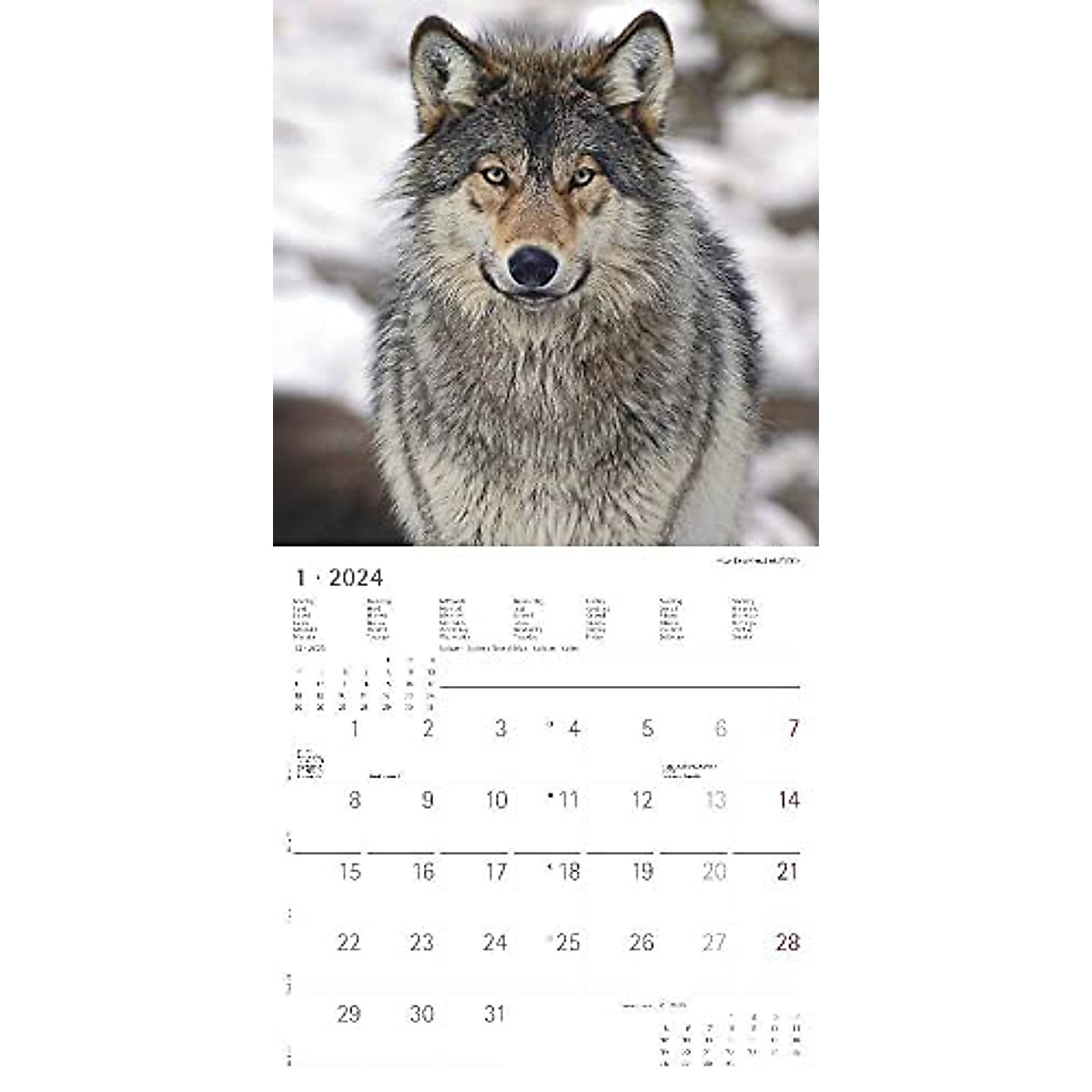 Wolves 2024 Brochure Calendar 30 x 30 cm (30 x 60 Open) Calendar with Space for Notes Wolves Picture Calendar Wall Planner Alpha Edition