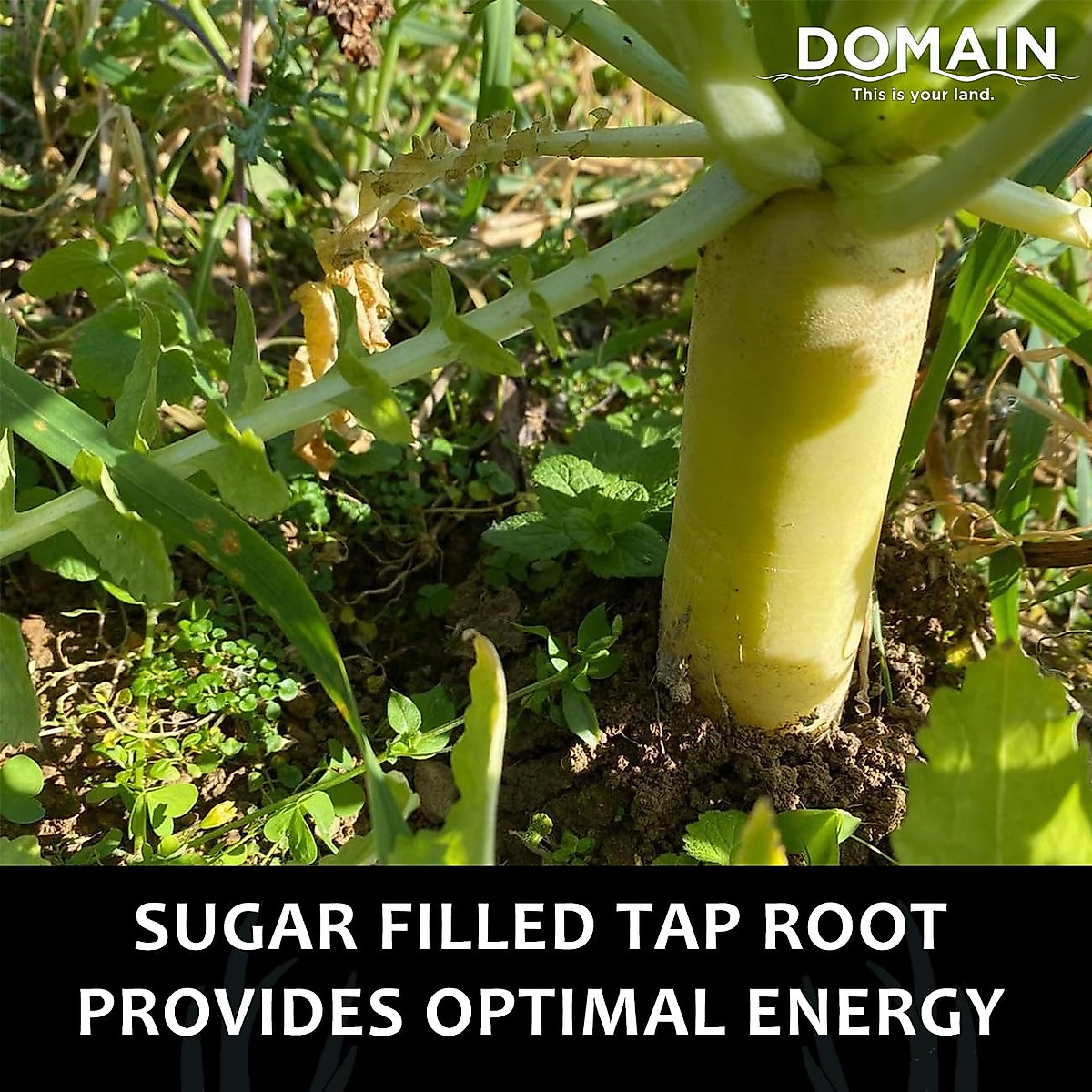 Domain Outdoor Illicit Food Plot Seeds, Fast Growing Variety of Deer Radish, Perfect Seed for Spring, Summer or Fall, Leafy Greens, Sugar-Filled Tap Root, Up to 8 Tons of Forage Per Acre, 1/2 Acre