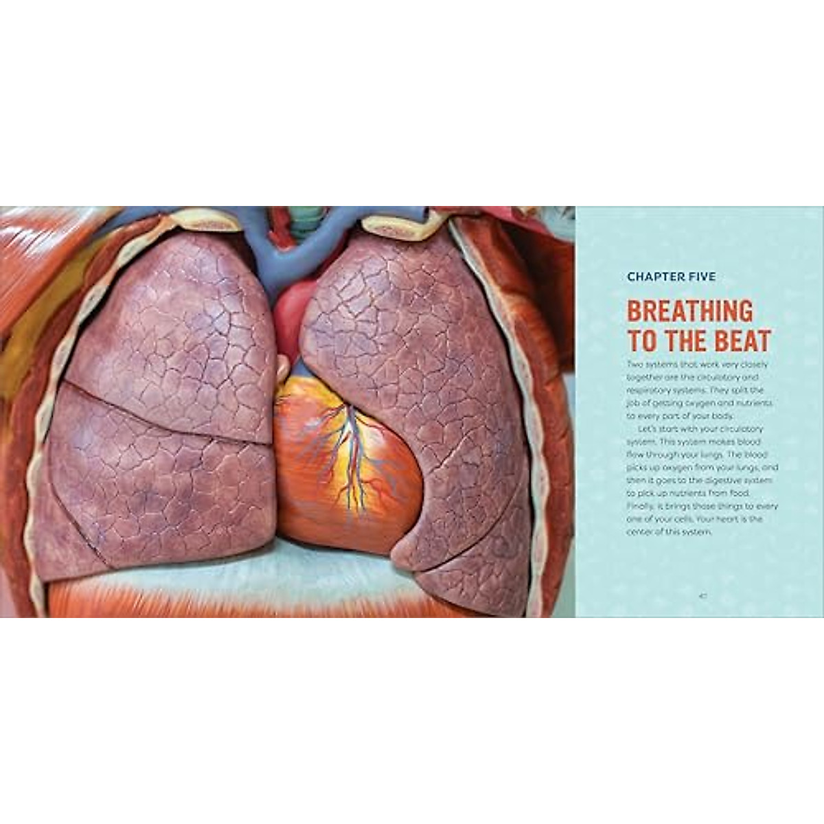 Human Anatomy for Kids: A Junior Scientist's Guide to How We Move, Breathe, and Grow