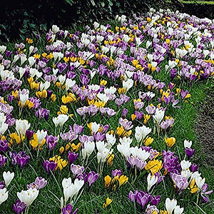 Mixed Giant Crocus - 25 Bulbs - Assorted Colors by Willard & May