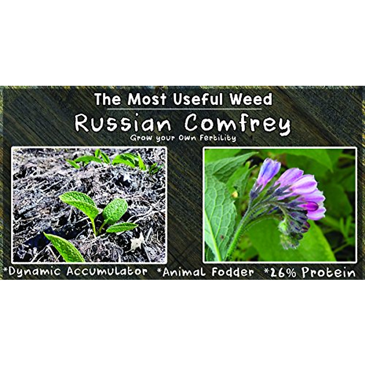 Bocking 14 Russian Comfrey (Symphytum x uplandicum) - (12+) Live Root Cuttings | by Marsh Creek Farmstead