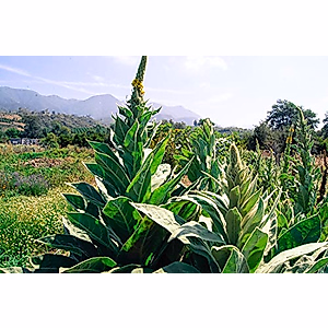 Great/Common Mullein Seeds (Verbascum thapsus) Seeds - Pack of 250, Certified Organic, Non-GMO, Open Pollinated, Untreated Herb Seeds for Planting – from USA