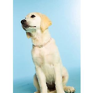 Pink Sparkling Butterfly Neck Piece - M/L