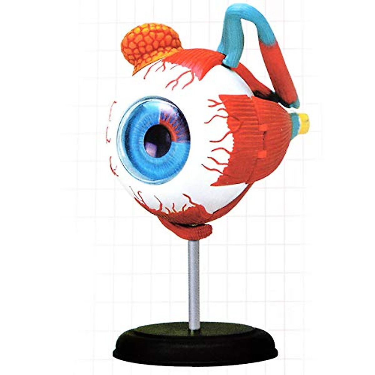 OUBO 4D Anatomical Human Eyes Structural Model Anatomy Medical Teaching School