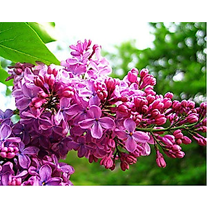 50+ Mixed Lilac Tree Seeds Fragrant Flowers Flower Perennial Bush Bonsai Plants