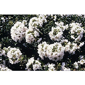 1195-Dwarf White Crape Myrtle (Lagerstroemia Indica) Seeds by Robsrareandgiantseeds UPC0764425788447 Non-GMO,Organic,USA Grower,Bonsai,Showy, Butterfly Flower,1195 Package of 10 Seeds