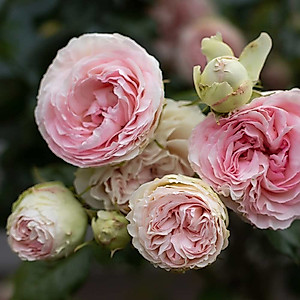 Heirloom Roses Eden Climber® Rose Plant - Climbing Pink Rose Bush, Own Root Rose Plants for Planting Outdoors