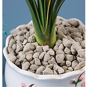 Horticultural Pumice for Plants by Doter 1 QT, Soil Amendment for Bonsai and Cactus Plants