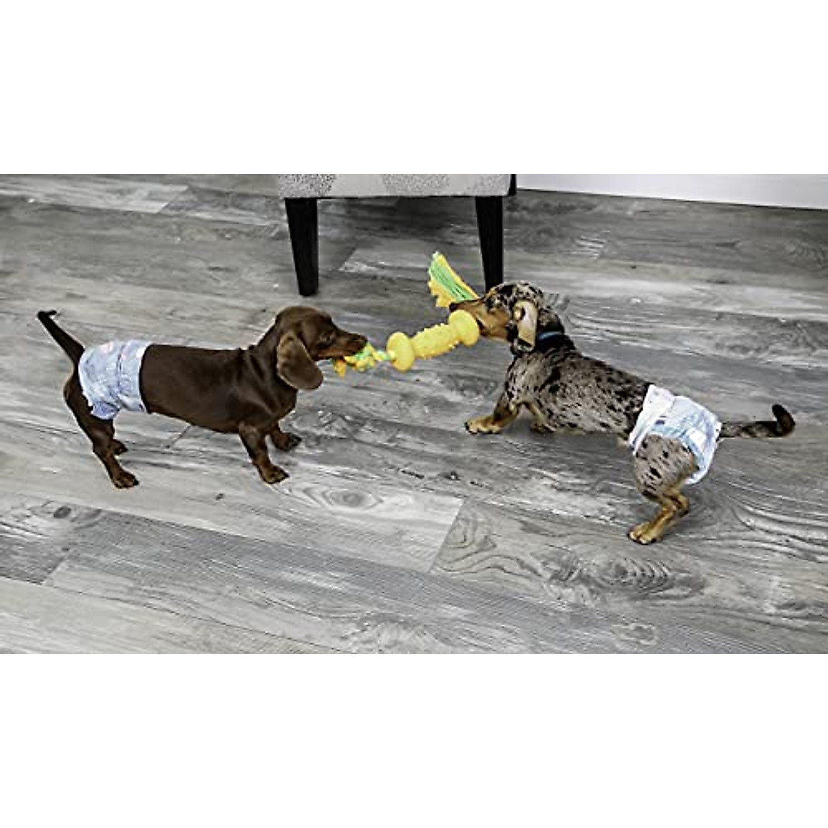 Disposable Male Dog Wraps with FlashDry Gel Technology, S 40 count