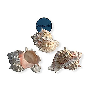 NessaStores - Pink Murex Phyllonotus erythrostomu Hermit Crab Sea Shell 4" - 4 1/2" #JC-042 (2 pcs)