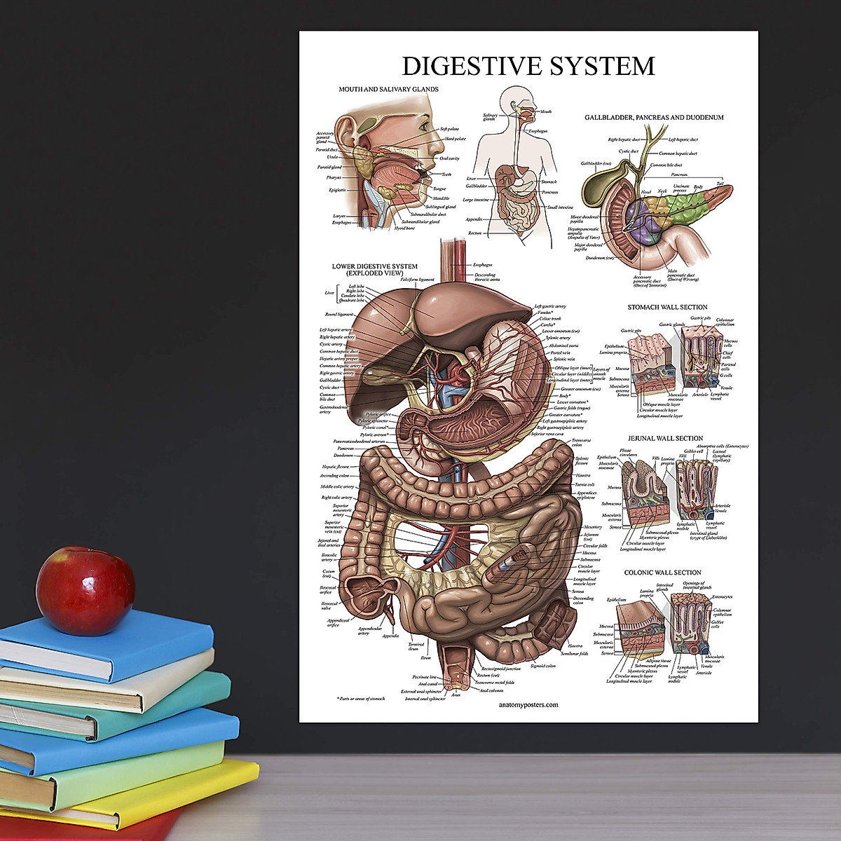 Palace Learning Digestive System & Respiratory System Anatomy Posters - Laminated 2 Chart Set - 18" x 24" (Digestive/Respiratory)