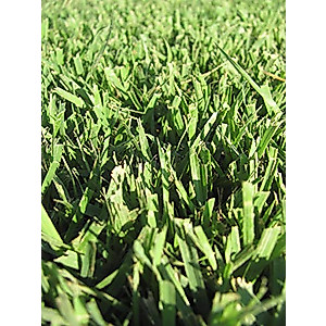 Zoysia Sod Slab for Plugs