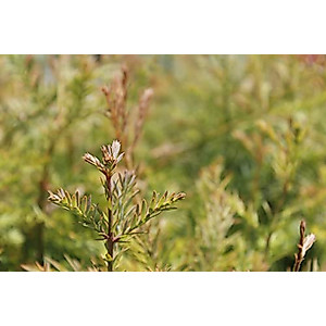 Coast Redwood | Small Tree Seedling | The Jonsteen Company