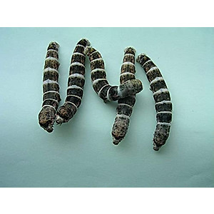 Coastal Silkworms 250 Count Black Tiger Silkworm Eggs Hatch at Room Temp (Pack of 1)