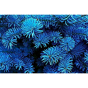 Blue Spruce Seeds for Planting | 30 Seeds | Colorado Blue Spruce, Picea pungens glauca | Attractive Trees fro Privacy or Landscaping