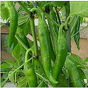 Korean Winner Hot Peppers Seeds (20+ Seeds) | Non GMO | Vegetable Fruit Herb Flower Seeds for Planting | Home Garden Greenhouse Pack