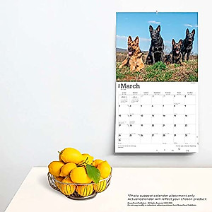 For the Love of German Shepherds | 2024 14 x 24 Inch Monthly Deluxe Wall Calendar | Foil Stamped Cover | BrownTrout | Animal Dog Breeds