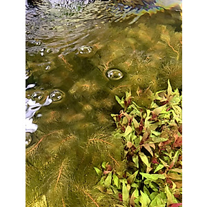 Marcus Fish Tanks Red Myrio Myriophyllum Heterophyllum Foxtail Watermilfoil Live Aquarium Plants