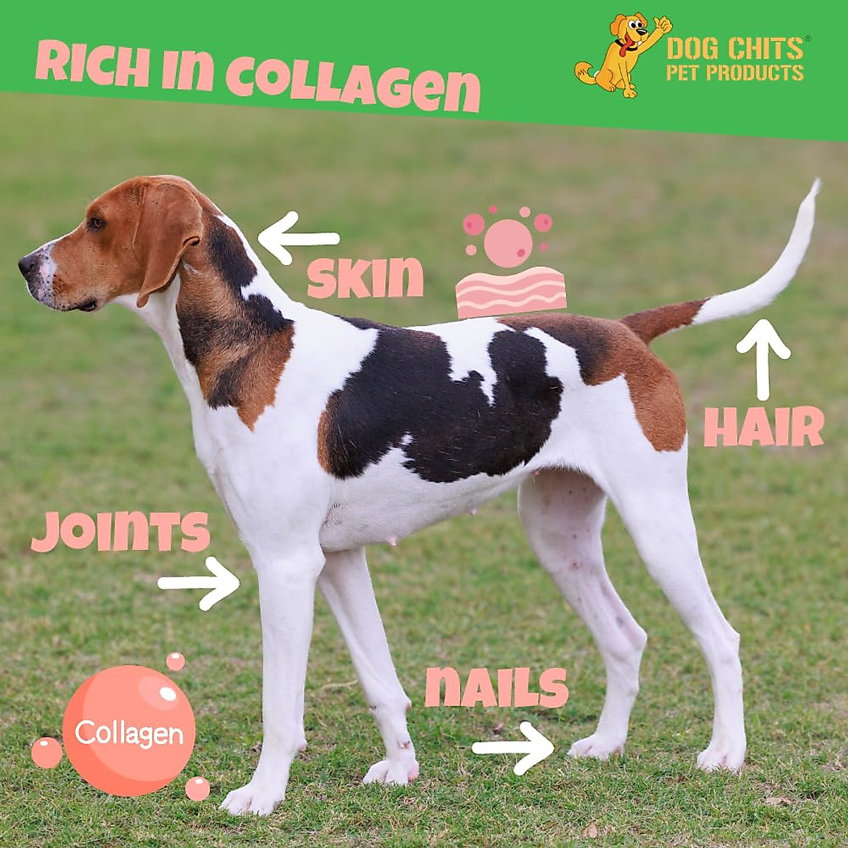 Dog Chits Beef Cheek 6", 4 Pack, Dog and Puppy Chews, Thick, Lasts for Days, 100% Cheek (not Hide), Single Ingredient, All Natural, Fully Digestible