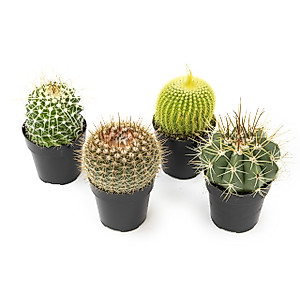 Altman Plants Assorted Cactus Collection 2.5" 4 pack