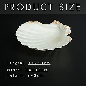 SEAJIAYI 6PCS Scallop Shells for Serving Food,Baking Shells Large Natural White Scallops from Sea Beach for DIY Craft Decor 4-5 Inches