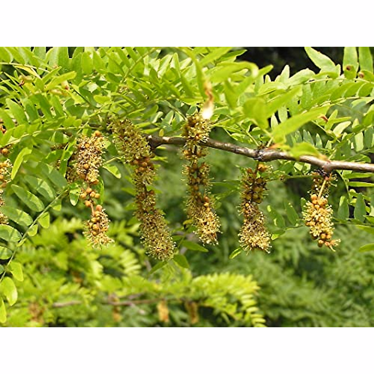 Honey Locust Tree Live Plant, 2-3' Tall Plant, Fast Growing, Tree Plant for Garden