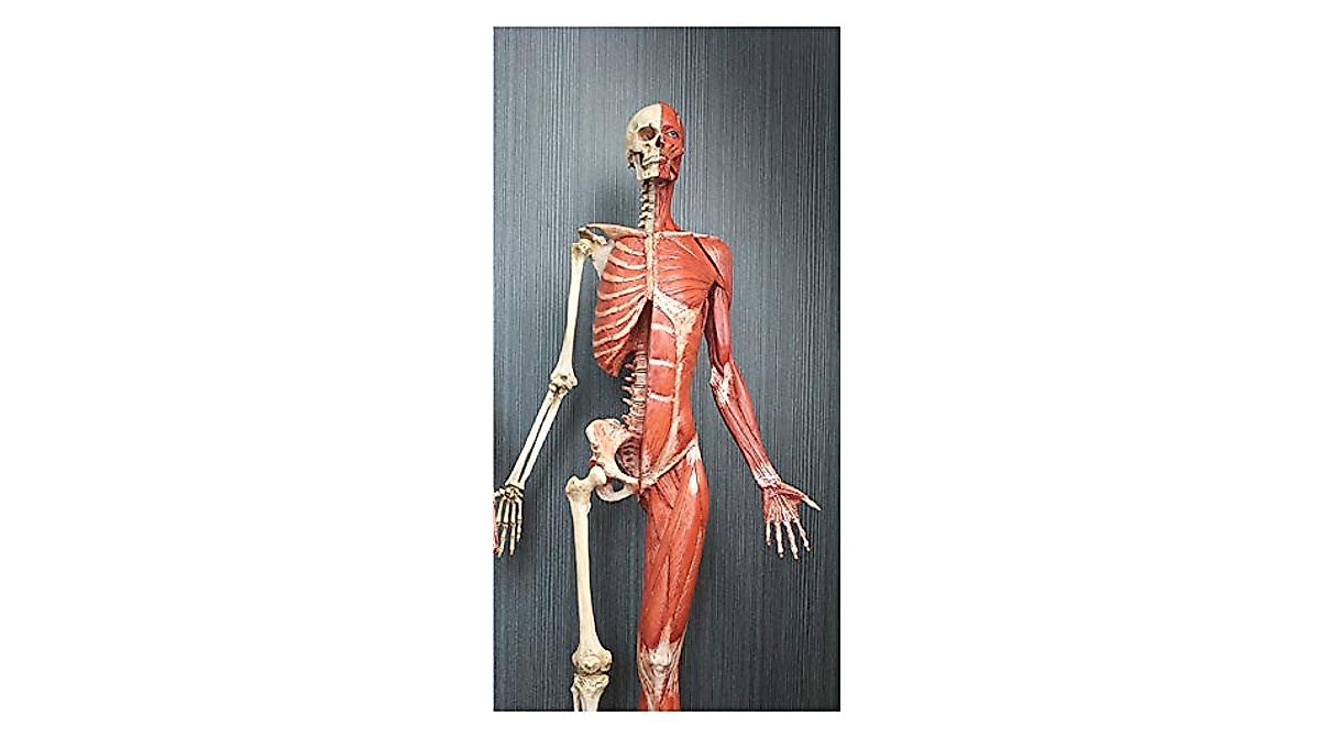 Female Anatomy Figure - Anatomical Model for Artists