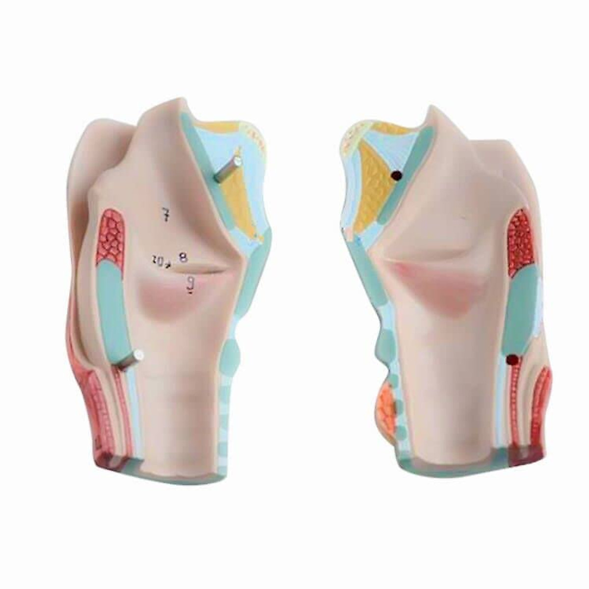 DR Natural Size Magnified Human Larynx Joint Simulation Model Anatomy