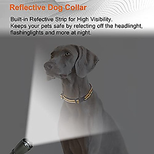Brilliant Paw Reflective Dog Collar, Adjustable Nylon Collar, Strong Yet Comfortable, Safety Locking Buckle, Length Adjustable for Small Medium and Large Dog