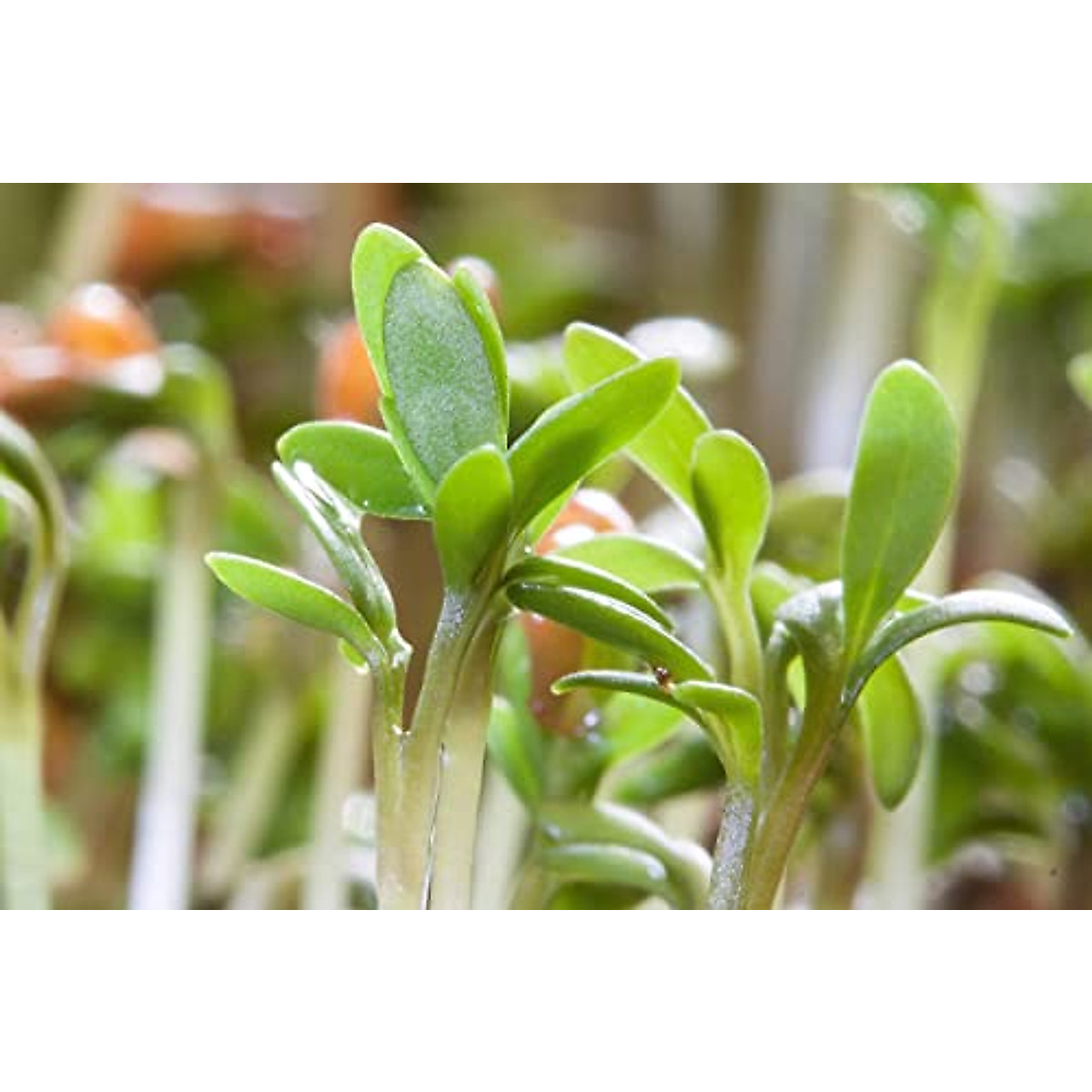 Sow Right Seeds - Cress Seed for Planting - All Non-GMO Heirloom Cress Seeds with Full Instructions for Easy Planting and Growing Your Kitchen Herb Garden, Indoor or Outdoor; Great Gift (2 Packets)