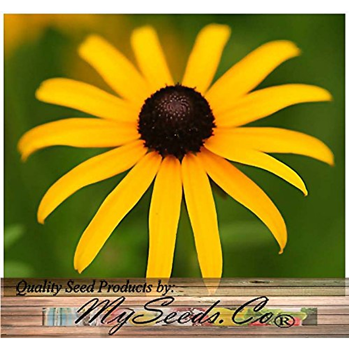 Big Pack - (100,000+) Black Eyed Susan Flower Seeds - Self Reseeds Rudbeckia hirta - Perfect Golden Cut Flowers - Flower Seeds by MySeeds.Co (Big Pack - Black Eyed Susan)