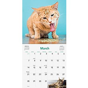 Cats on Catnip Wall Calendar 2021