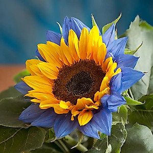 Mixed Sunflower Seeds for Planting - 500+ Heirloom Non-GMO Sunflower Seeds Open Pollinated & Untreated - Attracts Butterflies & Bees